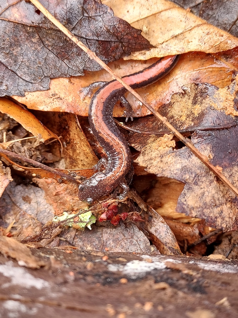 Eastern Red-backed Salamander from Durham, NC 27705, USA on March 23 ...