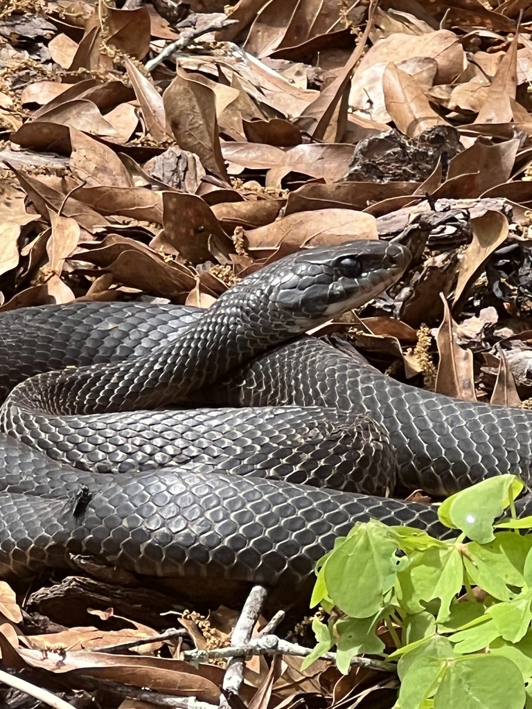 Southern Black Racer from Dothan, AL, US on March 23, 2024 at 01:14 PM ...