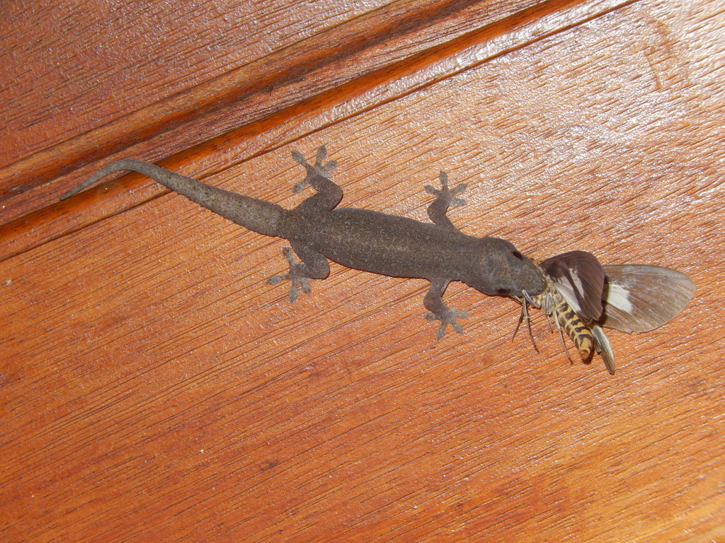 Asian House Gecko from Balai Taman Nasional Bunaken, Manado, North ...