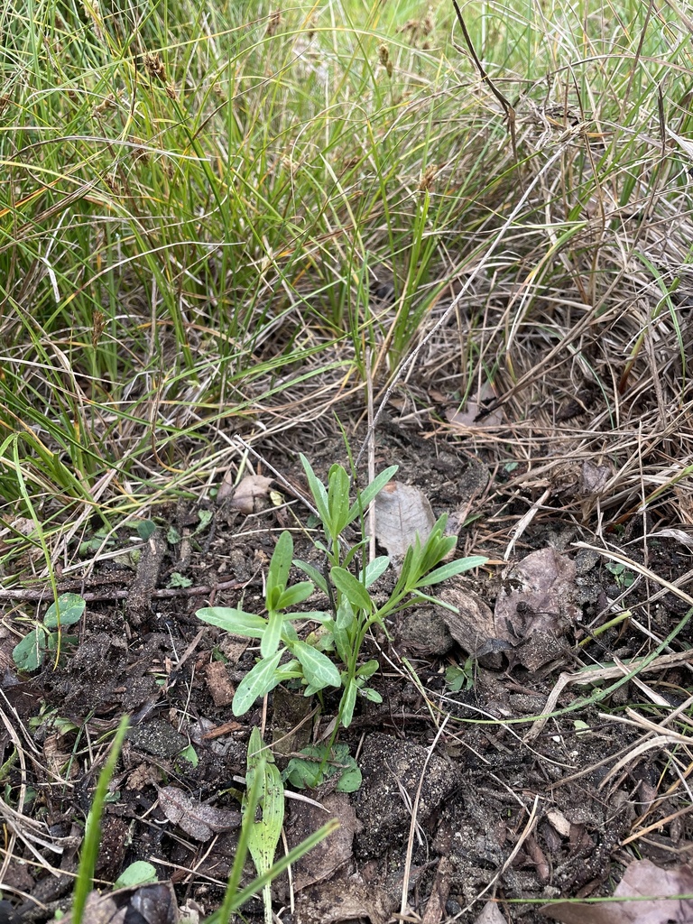 narrowleaf milkweed from Walgrove Elementary, Los Angeles, CA, US on ...