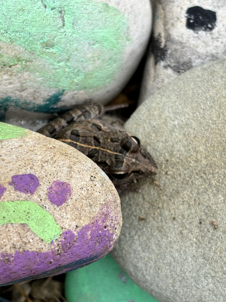 Clicking Stream Frog from Silverstream Road, Strand, WC, ZA on March 23 ...