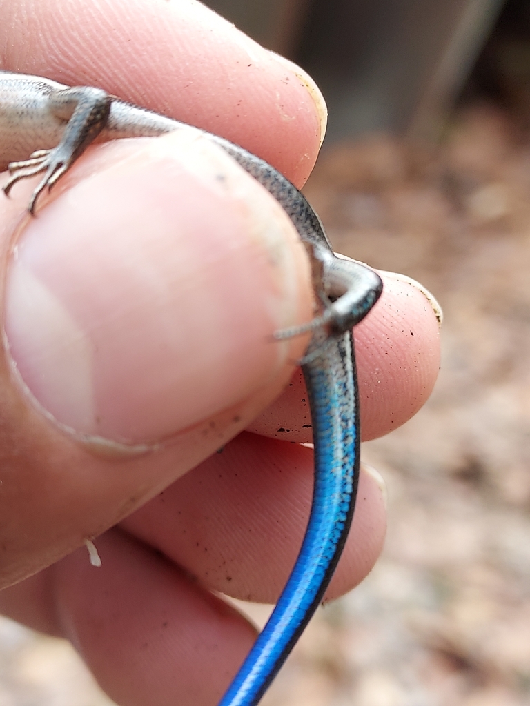 Common Five-lined Skink from Orange County, US-NC, US on March 23, 2024 ...