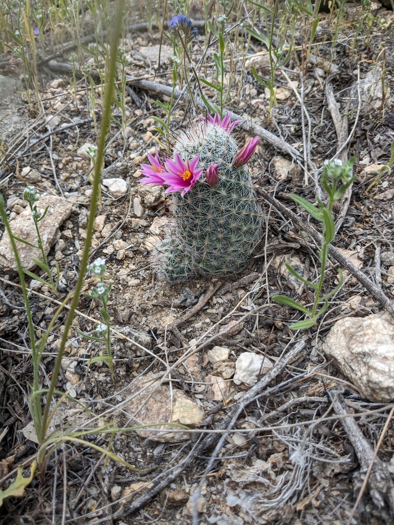 Graham's nipple cactus from Tucson, AZ 85750, USA on March 23, 2024 at ...