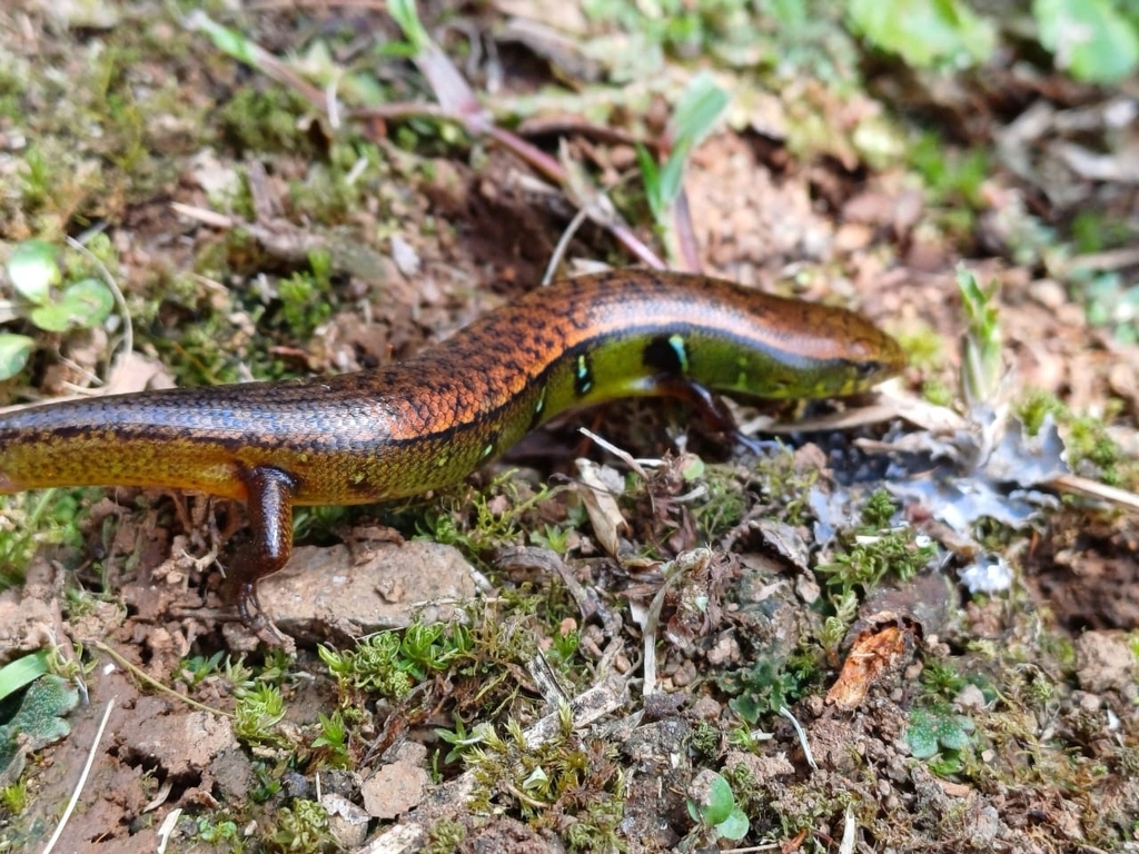 Brown Forest Skink from 5CCR+QW4, Alajuela Province, San Ramon, Costa ...