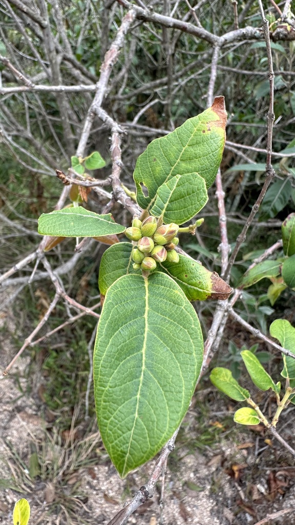 (Qualea selloi) - Botanical Realm