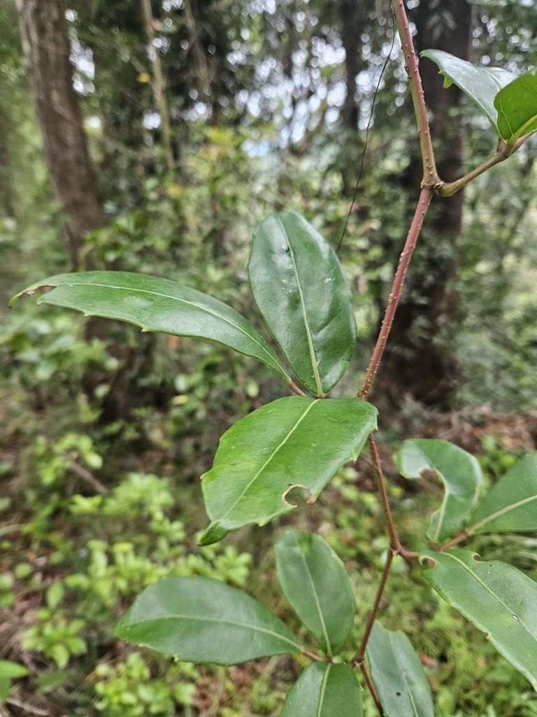 Native Grape from Tamborine Mountain QLD 4272, Australia on March 24 ...
