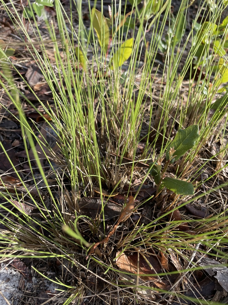 Southern Wiregrass from Babson Park, FL, US on March 23, 2024 at 09:36 ...