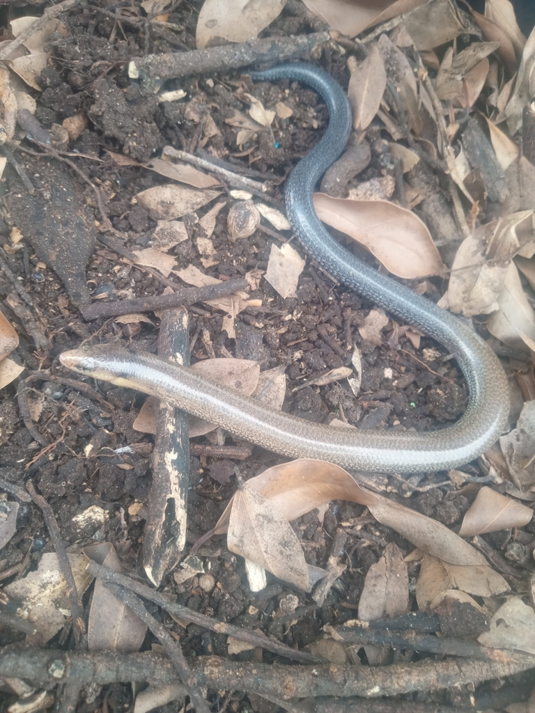 Three-toed Snake-Skink from Grafton NSW 2460, Australia on March 24 ...