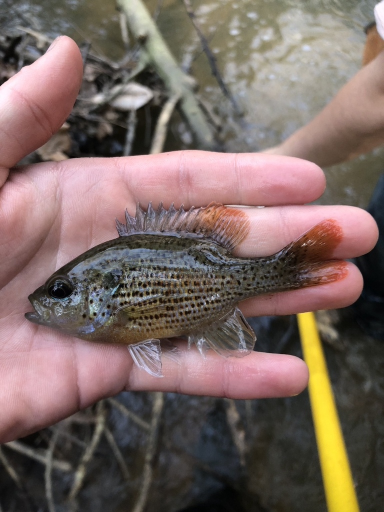 Spotted Sunfish from Troy, AL, US on January 31, 2024 at 02:59 PM by ...