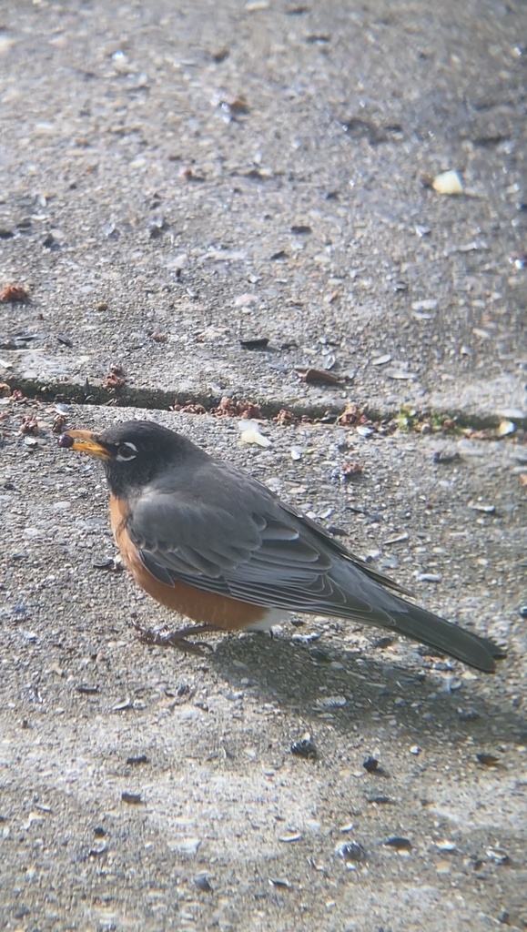 American Robin from E Mahan Ave, Hazel Park, MI, US on March 23, 2024 ...