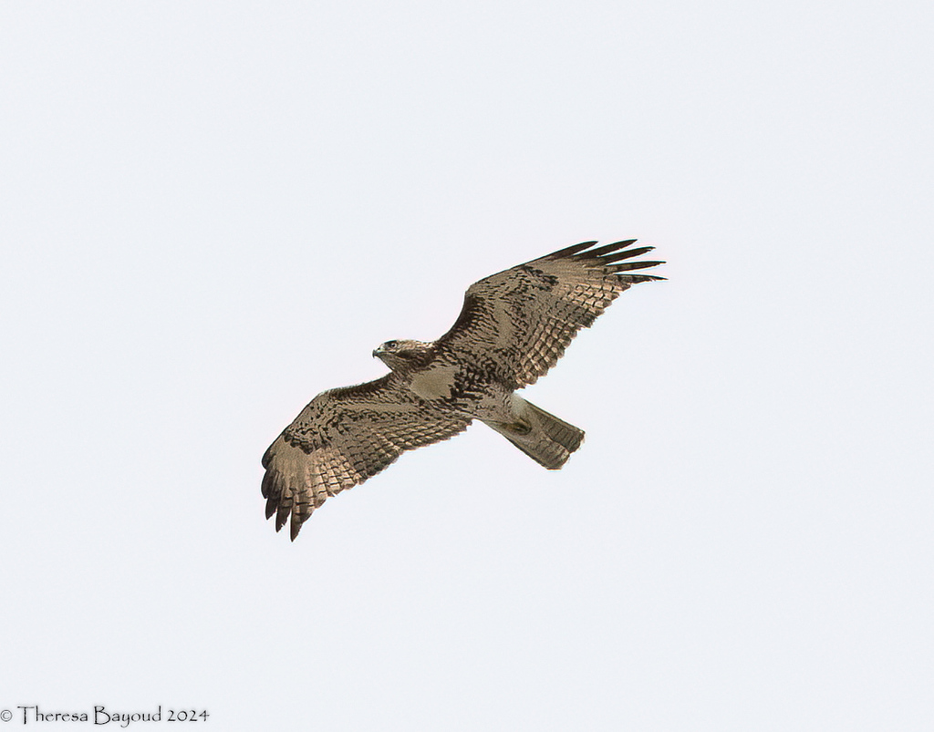 Red-tailed Hawk from backyard Austin, TX 78758, USA on February 26 ...