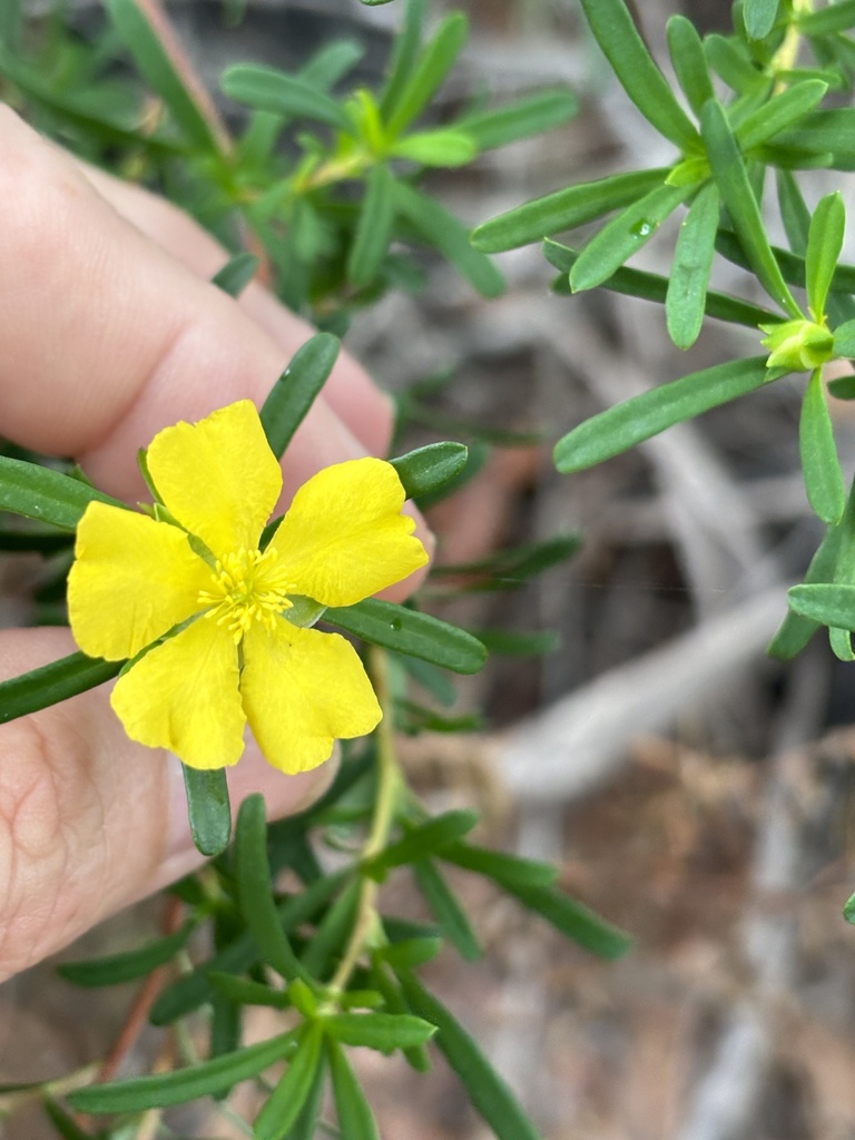Showy Guinea Flower from K’gari (Fraser Island) Recreation Area, River Heads, QLD, AU on March ...