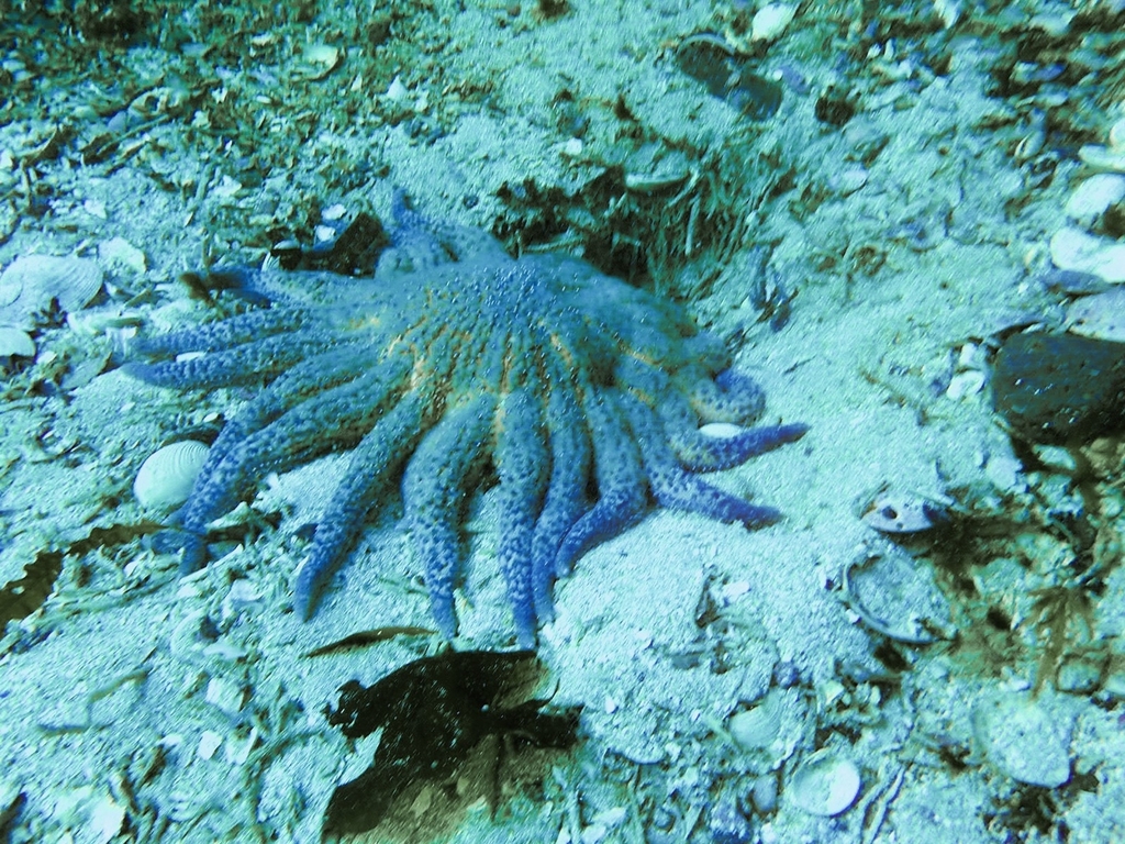 Sunflower Sea Star from Port Walter on March 23, 2024 at 11:55 AM by ...
