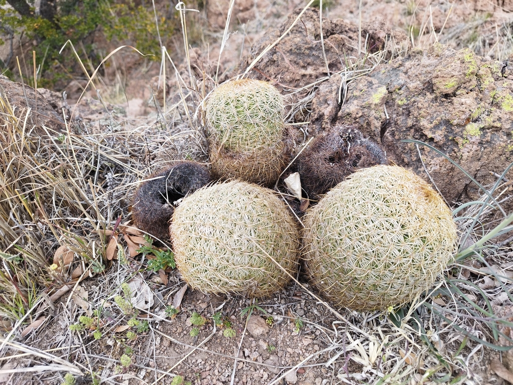 Recurved Cory Cactus in March 2024 by Leonela Báez · iNaturalist