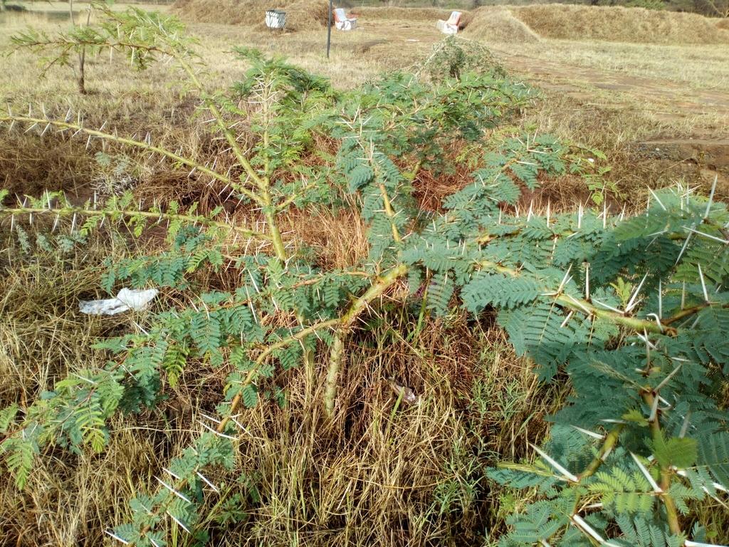 fever tree from Uhuru Garden, Nairobi, Kenya on April 26, 2019 at 08:39 ...