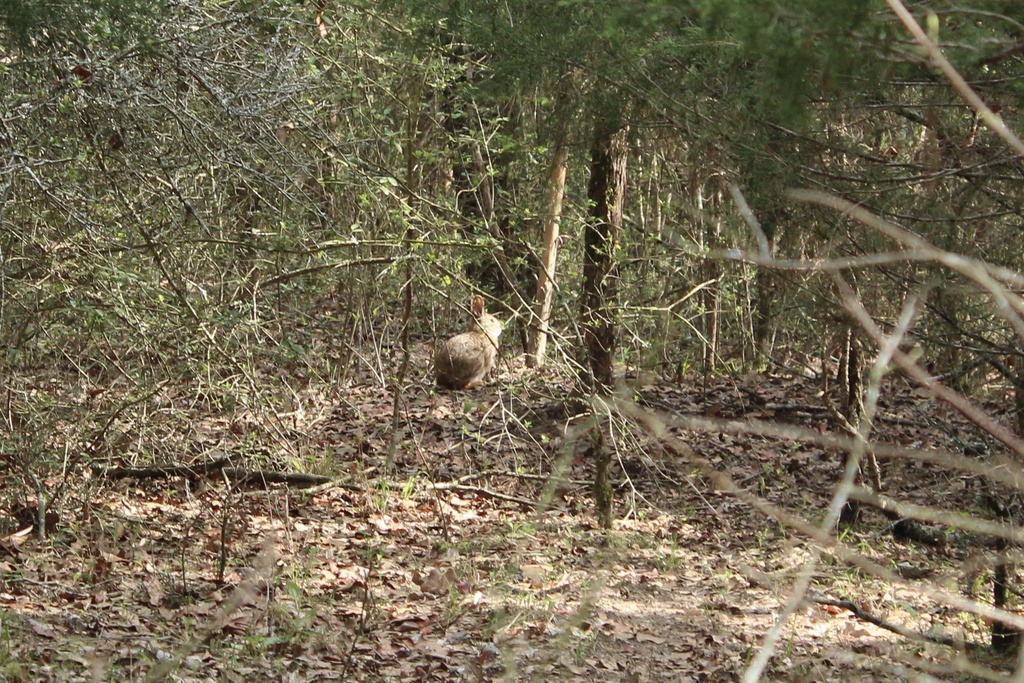 Swamp Rabbit from Tennessee Colony, TX, US on March 23, 2024 at 04:26 ...