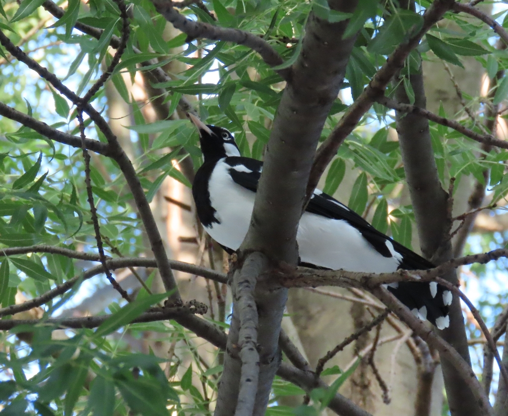 Magpie-lark from Coolah NSW 2843, Australia on March 19, 2024 at 06:15 ...