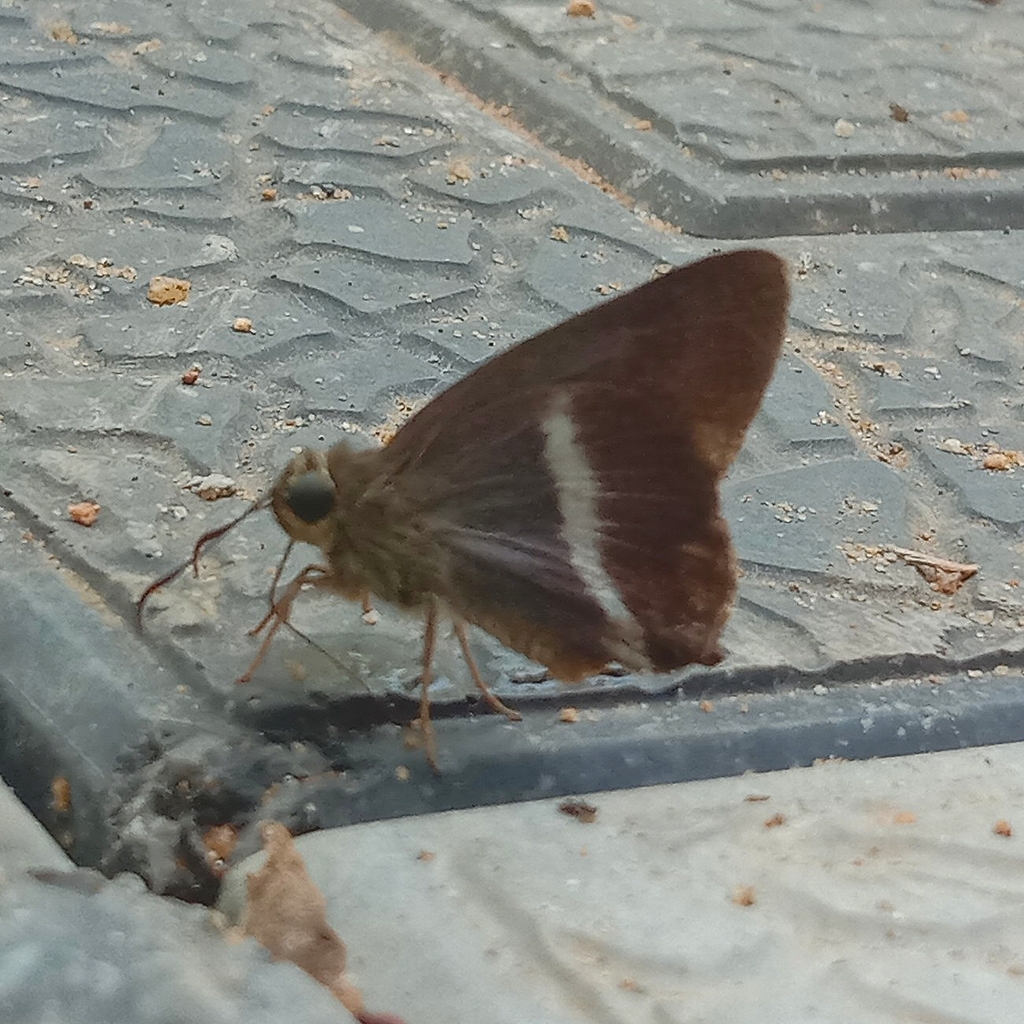 White Banded Awl from Mangaluru on March 24, 2024 at 10:45 AM by ...