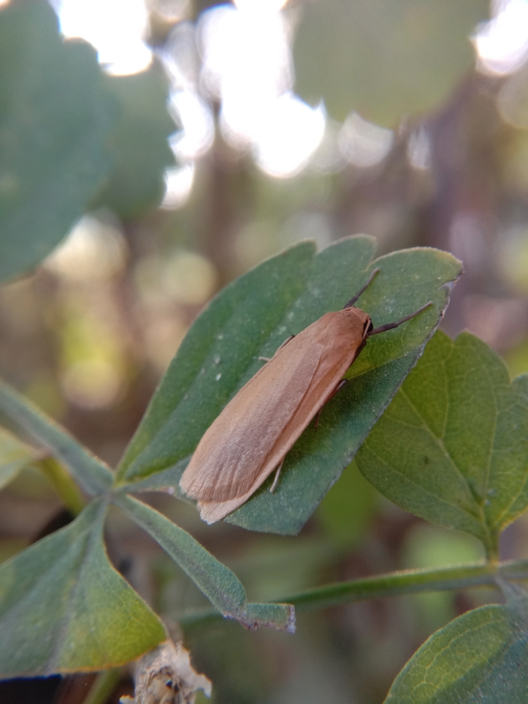 Lithosiina from NCL Colony, Pashan, Pune, Maharashtra 411008, India on ...