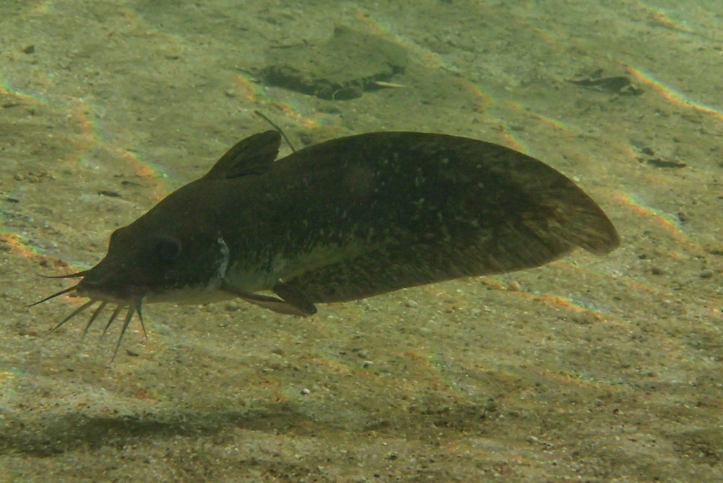Wet Tropics Tandan from Walter Hill QLD 4854, Australia on August 16 ...