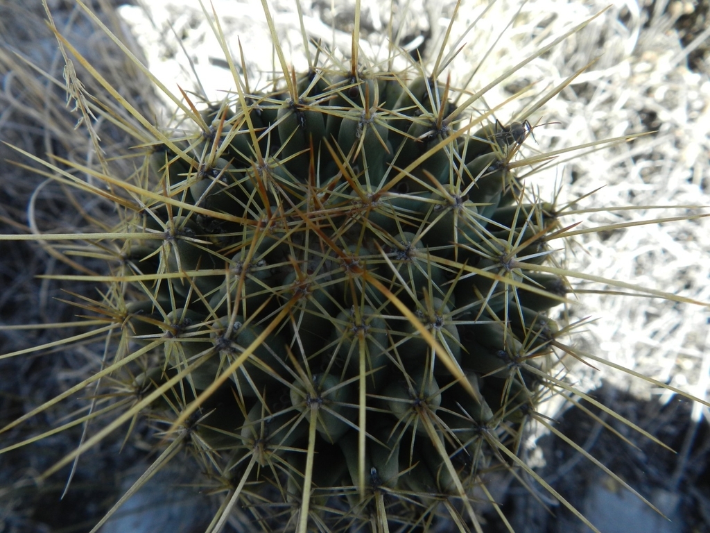 Coryphantha octacantha from 55665 Méx., México on March 18, 2024 by ...