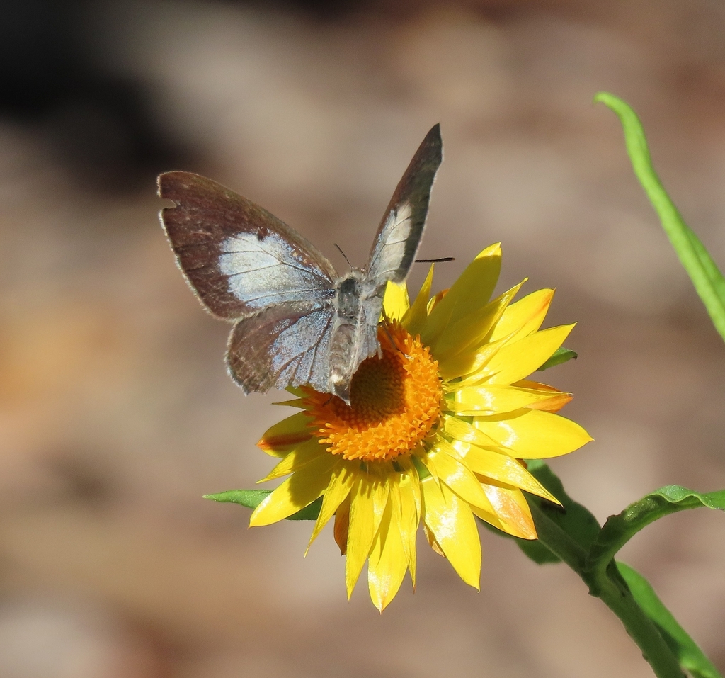 Common Imperial Blue from Mogo NSW 2536, Australia on March 21, 2024 at ...