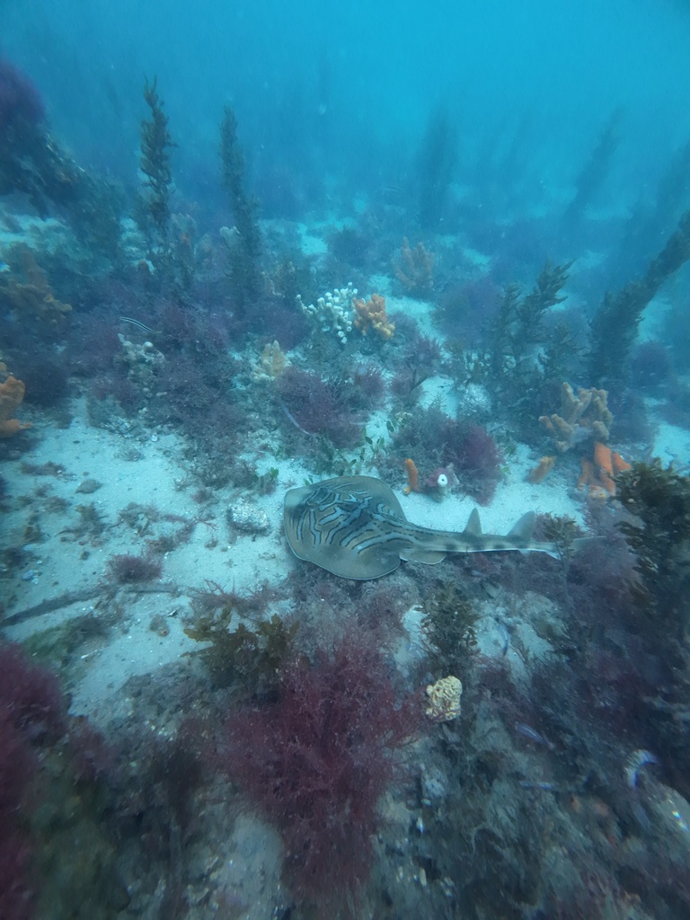 Banjo Ray from South Pacific Ocean, Port Stephens, NSW, AU on March 24 ...