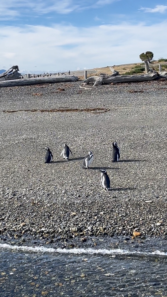 Magellanic Penguin from Canal Beagle, Tierra del Fuego, AR on March 23 ...