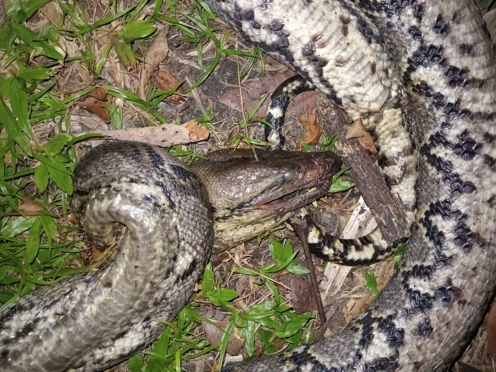 Reticulated Python from Palm Garden Condominium, Kampung Bahru, 80100 ...