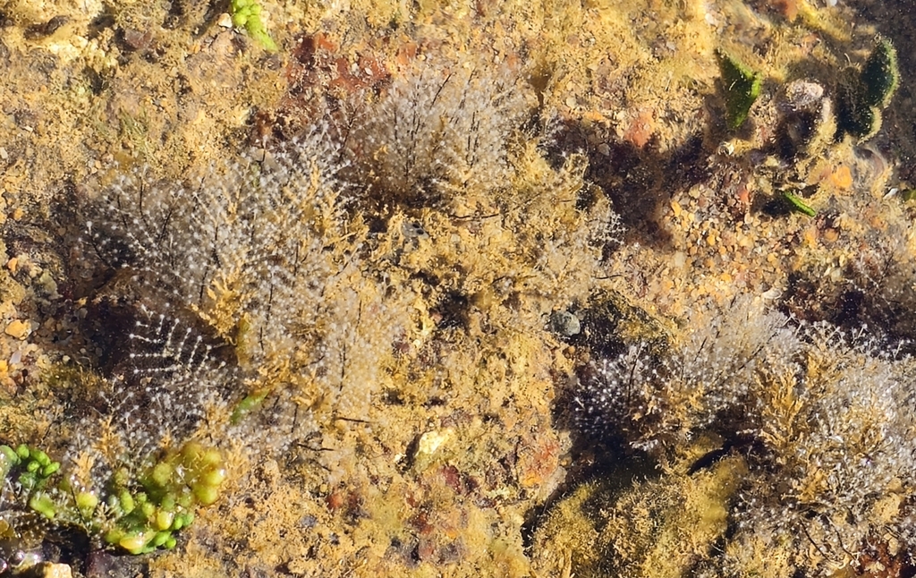 Christmas Tree Hydroid from Finucane WA 6722, Australia on March 24 ...