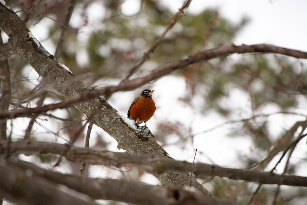 American Robin from Lapeer County, MI, USA on March 23, 2024 at 02:48 ...