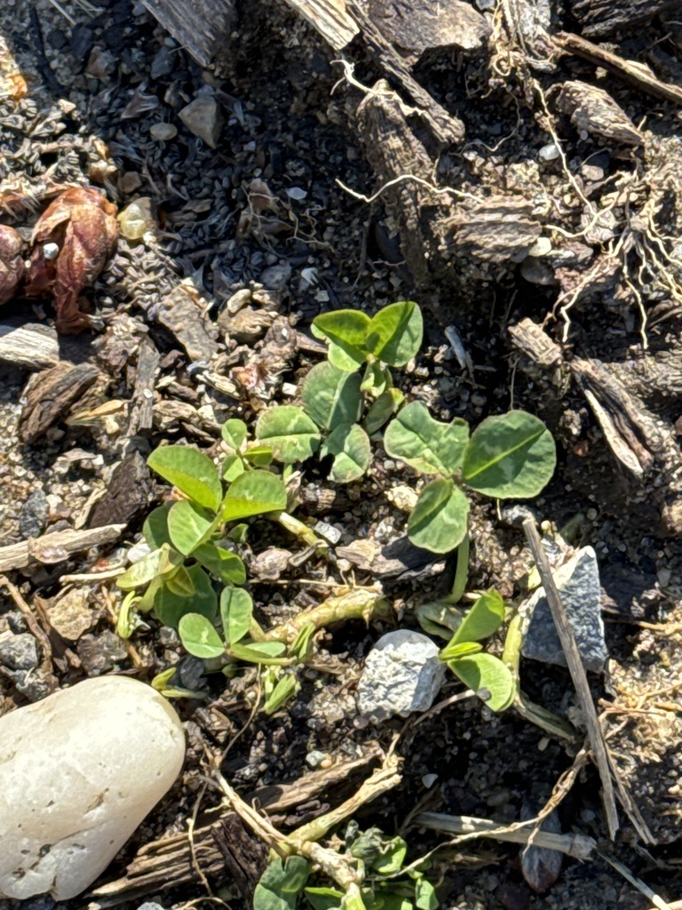 white clover from Marine Park Golf Course, New York, NY, US on March 24 ...