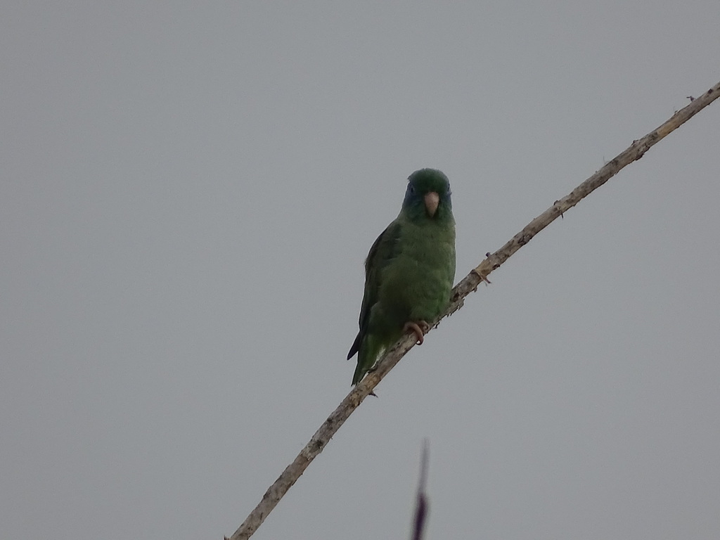 Perico de anteojos desde San Marcos, Sucre, Colombia el 24 de marzo de ...