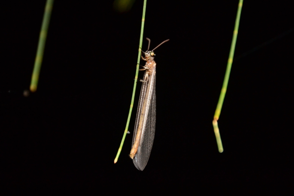 Myrmeleon from Oxley Dr at Coombabah State Primary School, Hollywell ...