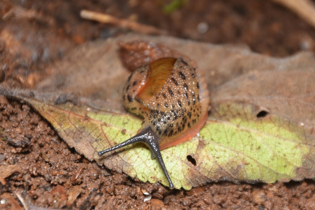 black-spotted semi-slug from Tamborine Mountain QLD 4272, Australia on ...