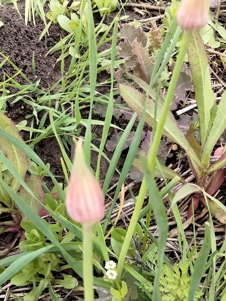 Canadian Meadow garlic from Plano, TX 75025, USA on March 24, 2024 at ...