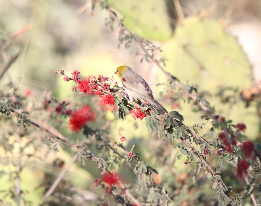 Verdin from Parque Sinaloa, Los Mochis, Sin., México on March 23, 2024 ...