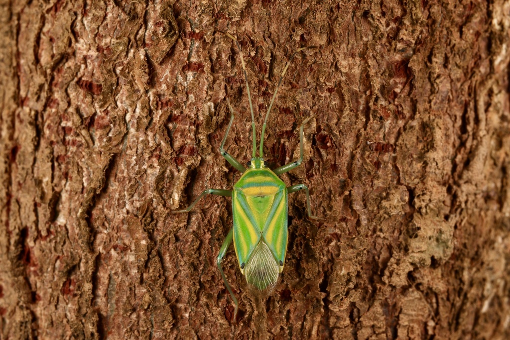 Urolabida khasiana from 班克路, 临沧市, 云南省, CN on March 24, 2024 at 09:27 PM ...