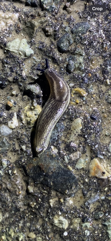 Roundback Slugs and Allies from Cowichan Lake Rd, North Cowichan, BC ...