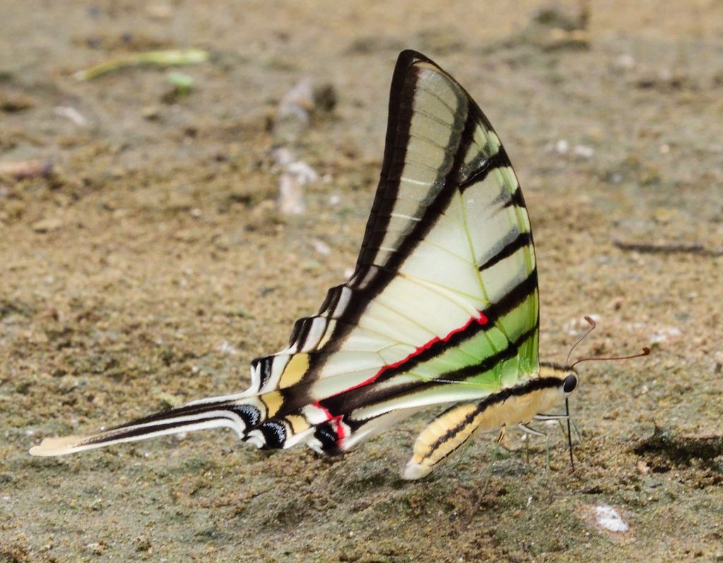 Protesilaus telesilaus from ARCC Lago Soledad Tambopata, Peru on ...