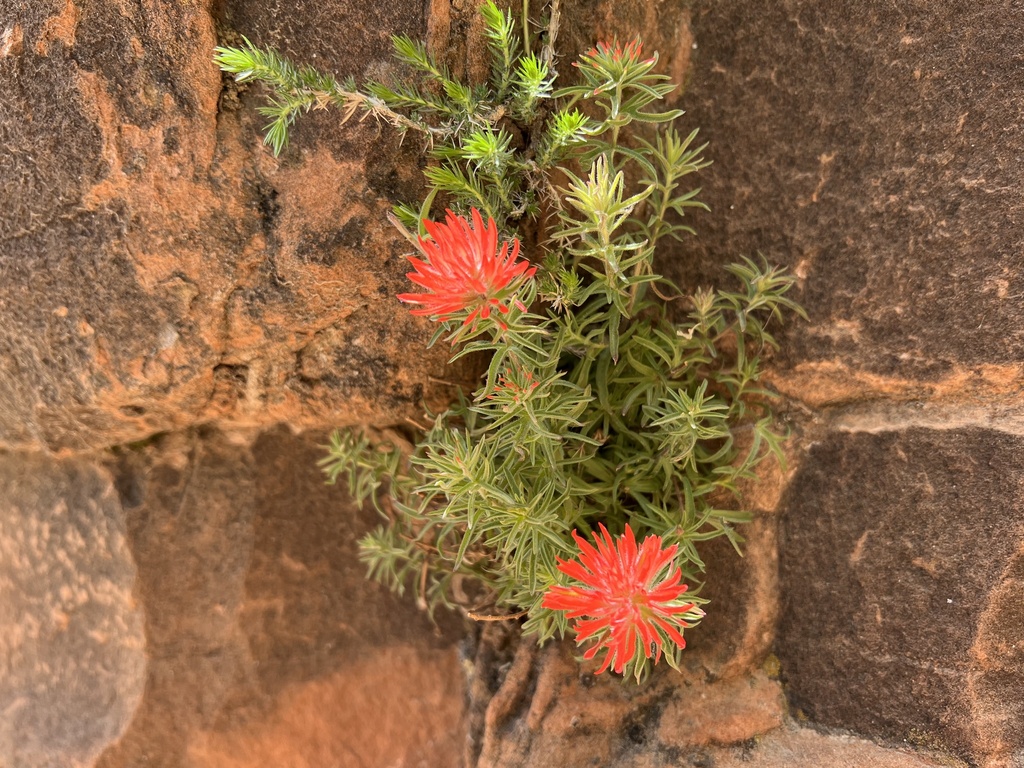 rough Indian paintbrush from Zion National Park, Springdale, UT, US on ...