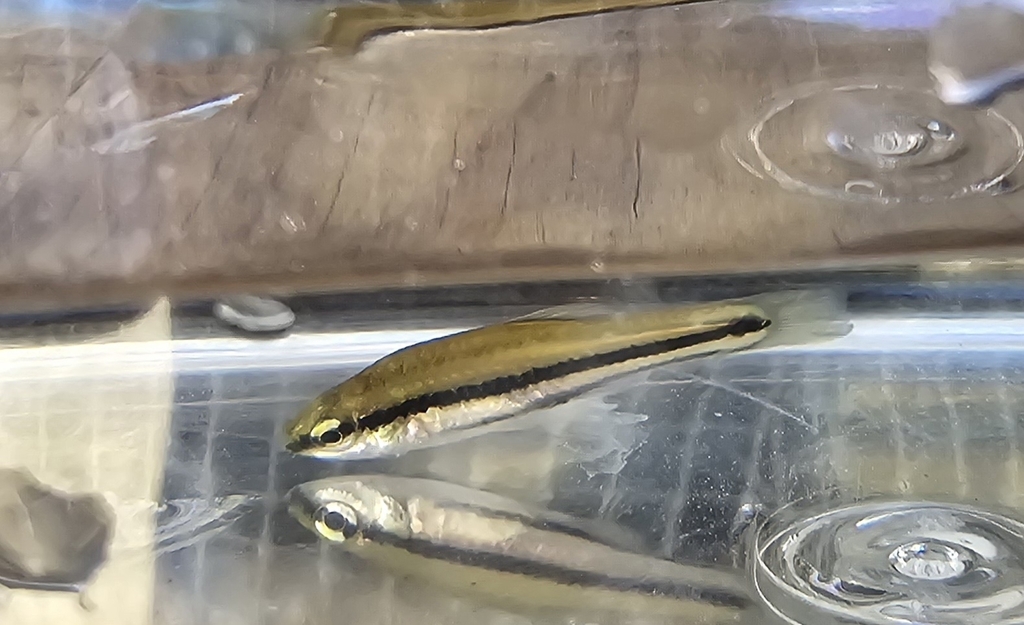 Bluefin Killifish in March 2024 by Jim White · iNaturalist