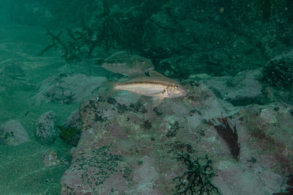 Goatfish from Wellington harbour, New Zealand on March 23, 2024 at 11: ...