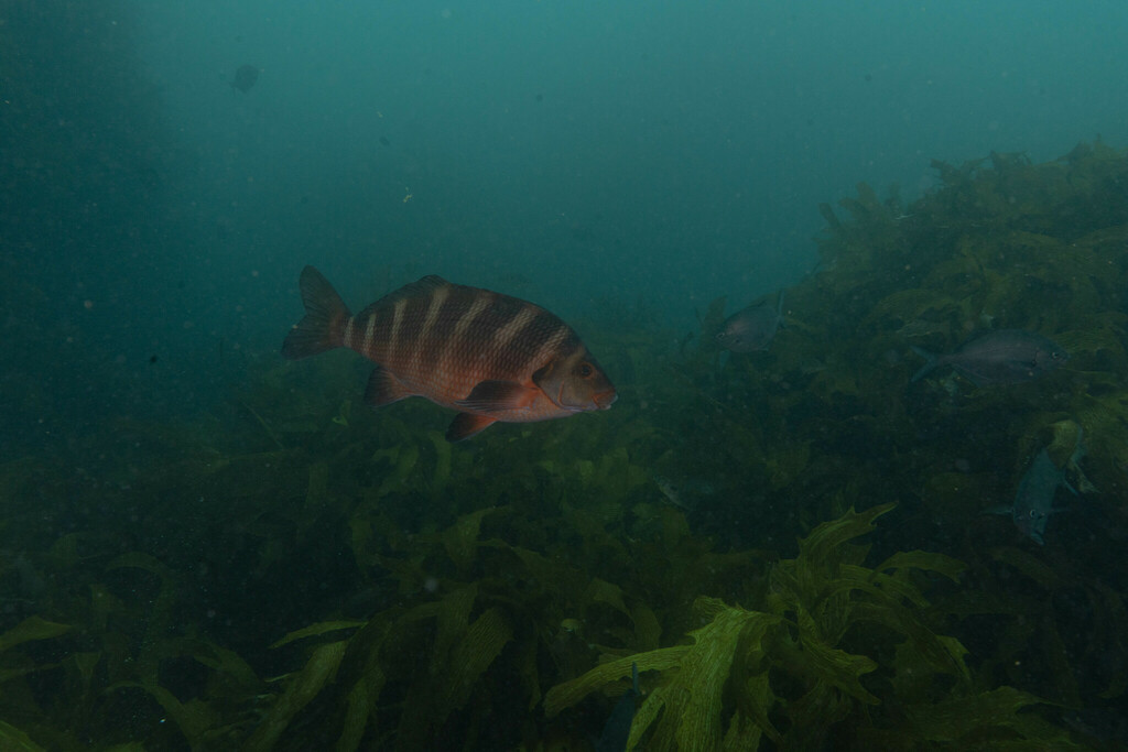 Banded Morwong from Wellington harbour, New Zealand on March 23, 2024 ...