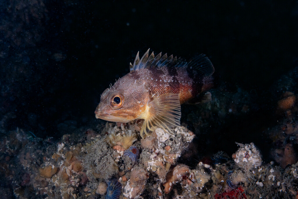 Sea Perch from Wellington harbour, New Zealand on March 23, 2024 at 09: ...