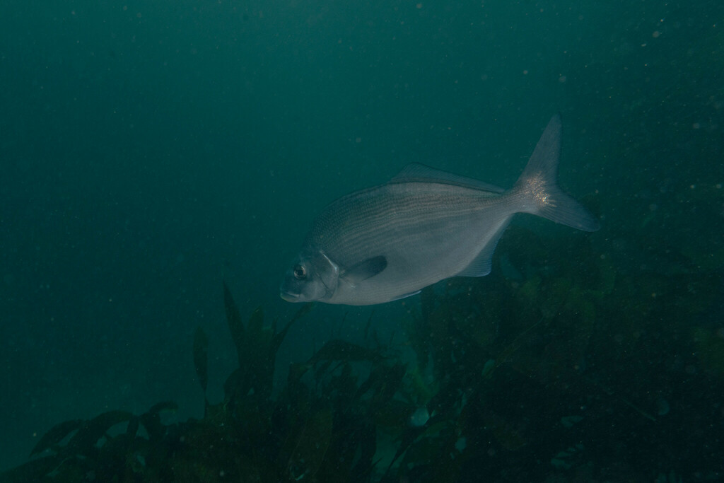 Blue Moki from Wellington harbour, New Zealand on March 23, 2024 at 11: ...