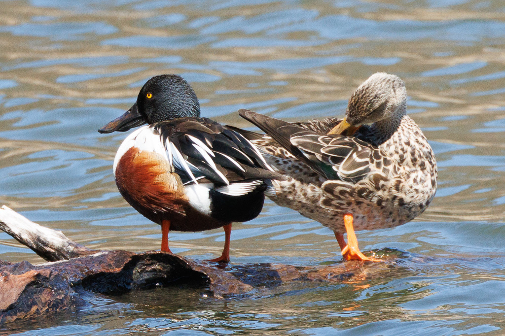 Northern Shoveler from Brooklyn, NY, USA on March 24, 2024 at 12:30 PM by Elliotte Rusty Harold ...