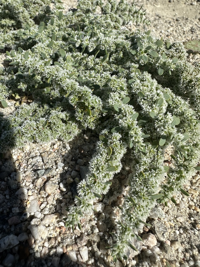 Frost Mat from Painted Canyon Rd, Thermal, CA, US on March 24, 2024 at ...