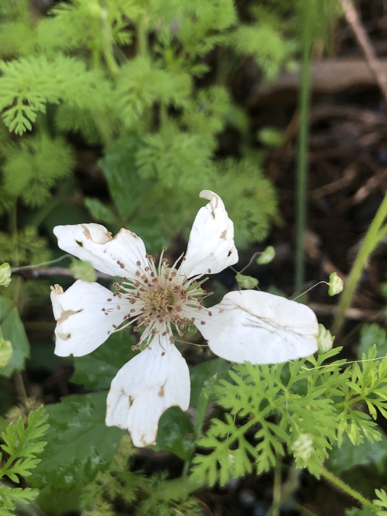 southern dewberry from Stone Creek Ln, Bellville, TX, US on March 23 ...
