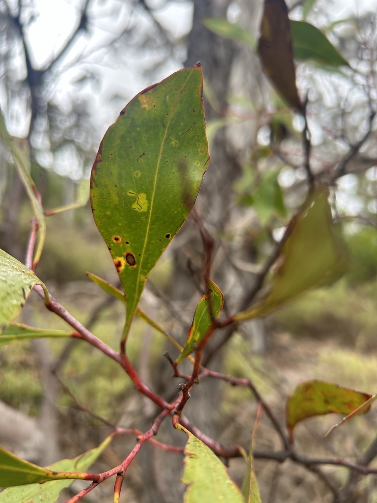 Myrtle Rust from Werribee Gorge State Park, Pentland Hills, VIC, AU on ...